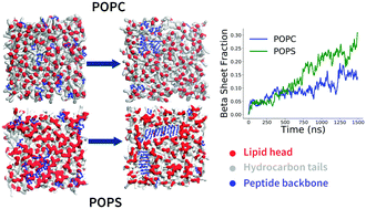 Pathways of amyloid-beta absorption and aggregation in a membranous ...