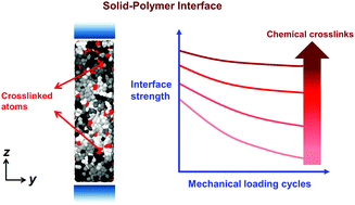 Response of adhesive polymer interfaces to repeated mechanical loading ...