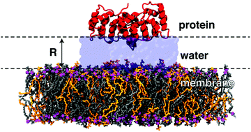 Atomistic characterization of collective protein–water–membrane ...