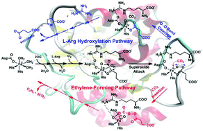 Mechanistic insights into a non-heme 2-oxoglutarate-dependent ethylene ...