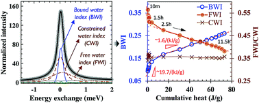 In situ quasi-elastic neutron scattering study on the water dynamics ...