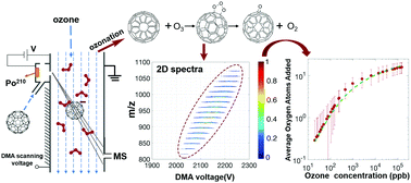 Direct observation of C60− nano-ion gas phase ozonation via ion ...