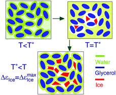 Synergy of orientational relaxation between bound water and confined ...