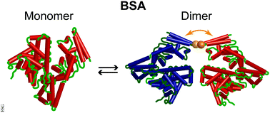 Localised contacts lead to nanosecond hinge motions in dimeric bovine ...