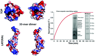 Molecular mechanisms of 33-mer gliadin peptide oligomerisation ...
