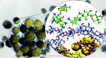 Structure and dynamics of gold nanoparticles decorated with chitosan ...