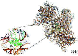 Binding energies of the drugs capreomycin and streptomycin in complex ...