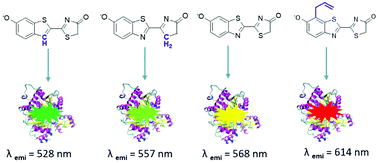 Light emission colour modulation study of oxyluciferin synthetic ...