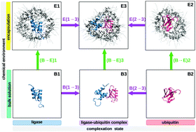 The protein–water nuclear Overhauser effect (NOE) as an indirect ...
