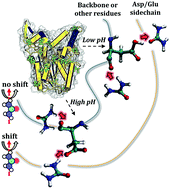 The shift in urea orientation at protein surfaces at low pH is ...