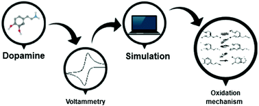 Dopamine oxidation at gold electrodes: mechanism and kinetics near ...