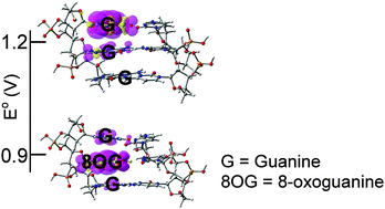 One-electron oxidation of ds(5′-GGG-3′) and ds(5′-G(8OG)G-3′) and the ...