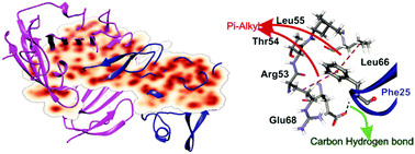 The urokinase plasminogen activator binding to its receptor: a quantum ...
