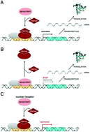 Heme: emergent roles of heme in signal transduction, functional ...