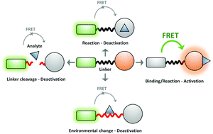 Förster resonance energy transfer (FRET)-based small-molecule sensors ...