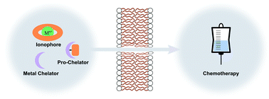 Transition metal chelators, pro-chelators, and ionophores as small ...