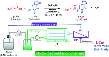 A green-by-design bioprocess for l-carnosine production integrating ...