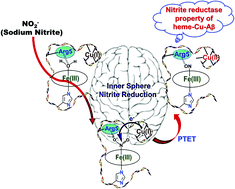 Nitrite reductase activity of heme and copper bound Aβ peptides ...