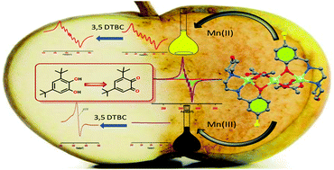 Exploration of catecholase-like activity of a series of magnetically ...