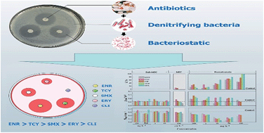 Sensitivity assessment of denitrifying bacteria against typical ...