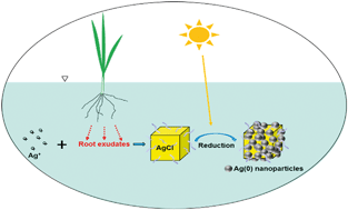 Transformation of Ag ions into Ag nanoparticle-loaded AgCl microcubes ...