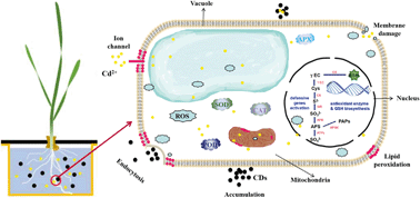 Carbon dots alleviate the toxicity of cadmium ions (Cd2+) toward wheat ...