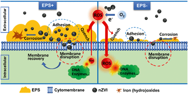 Extracellular Polymeric Substances A Review On The Roles Of