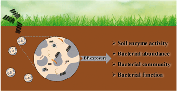Response of soil enzyme activity and bacterial community to black phosphorus nanosheets ...