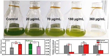 Biotoxicity of degradable carbon dots towards microalgae Chlorella ...