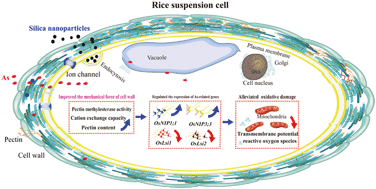 Silica nanoparticles inhibit arsenic uptake into rice suspension cells ...