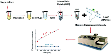 DNAzyme-based biosensor as a rapid and accurate verification tool to ...