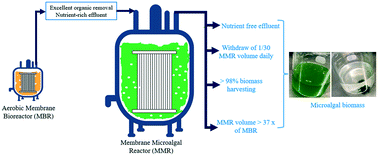 A sequential membrane bioreactor followed by a membrane microalgal ...