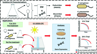 Podoviridae bacteriophage for the biocontrol of Pseudomonas aeruginosa ...