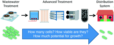 Removal and growth of microorganisms across treatment and simulated ...