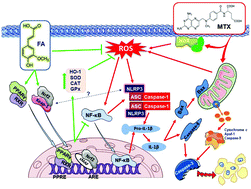Ferulic acid protects against methotrexate nephrotoxicity via ...