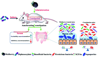 Protective effect of mulberry (Morus atropurpurea) fruit against ...