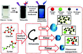 Insights into melanoidin conversion into fluorescent nanoparticles in ...