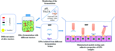 The use of starter cultures in the table olive fermentation can ...