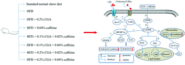 Collaborative effects of chlorogenic acid and caffeine on lipid ...