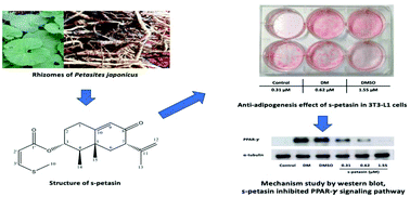 S-Petasin isolated from Petasites japonicus exerts anti-adipogenic ...