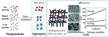 A self-sorted gel network formed by heating a mixture of soy and cod ...