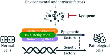 Let food be your medicine: nutraceutical properties of lycopene - Food ...
