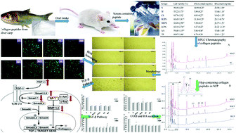 Collagen peptides promote photoaging skin cell repair by activating the ...