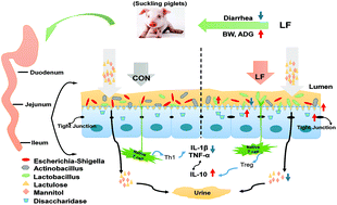 Effects of early-life lactoferrin intervention on growth performance ...