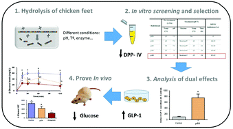 Antihyperglycemic effect of a chicken feet hydrolysate via the incretin ...