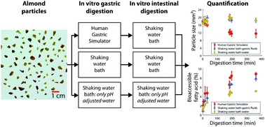 Fatty acid bioaccessibility and structural breakdown from in vitro digestion of almond particles ...