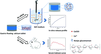 Development of multi-layered gastric floating tablets based on konjac ...