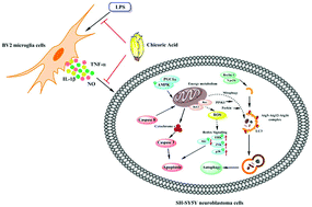 Chicoric acid improves neuron survival against inflammation by ...