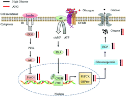Creb Signaling Pathway