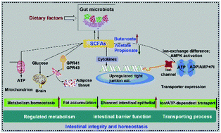 Altered short chain fatty acid profiles induced by dietary fiber ...